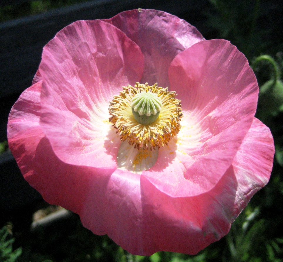 Twelve Crafts Till Christmas: pretty poppies tutorial