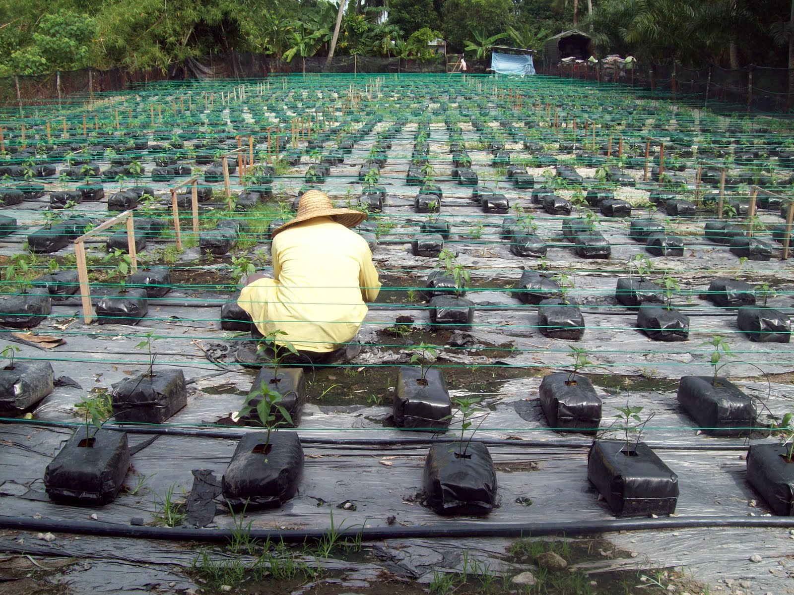 GREEN AGRO WORLD: Sejenak Meninjau Ladang Usahasama Tanaman Cili Secara ...