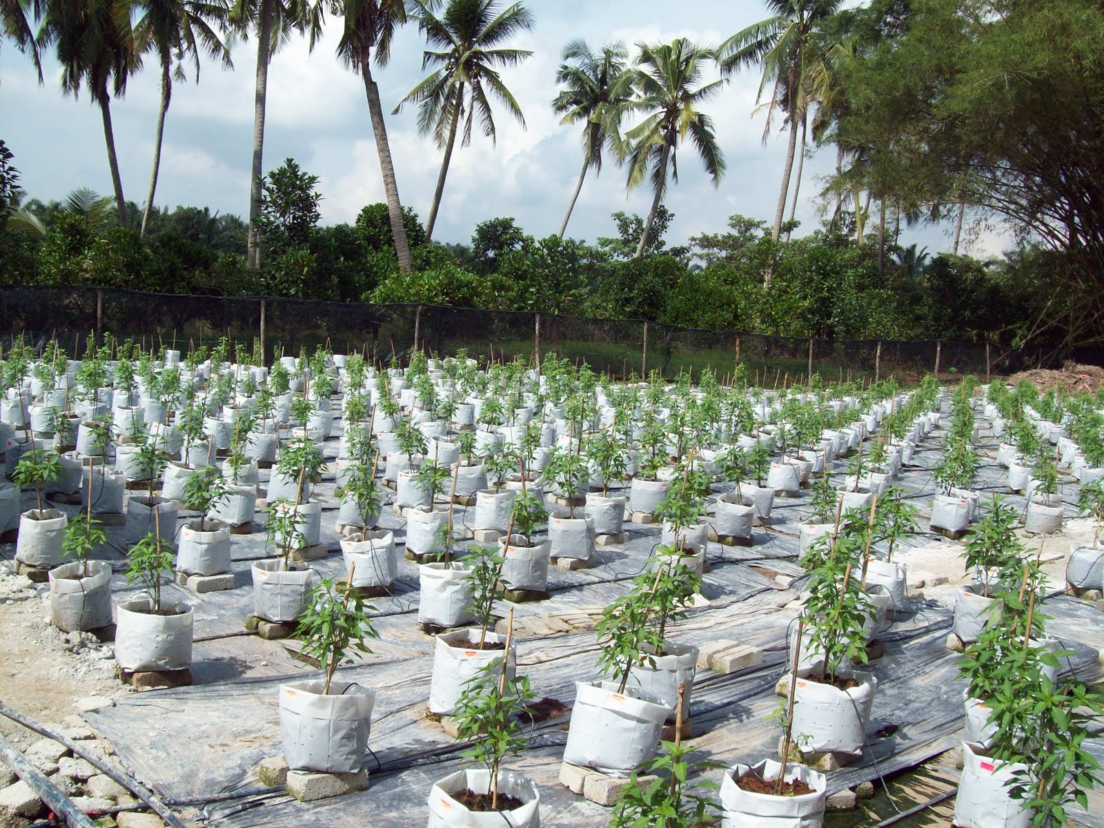 GREEN AGRO WORLD: Sejenak Meninjau Ladang Usahasama Tanaman Cili Secara ...