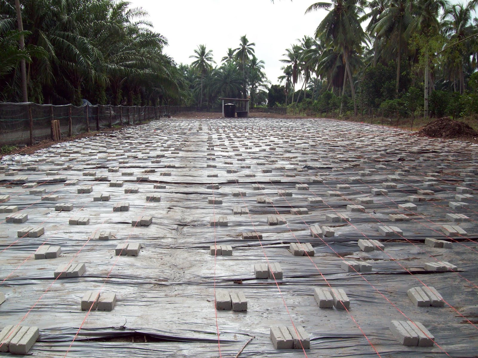 GREEN AGRO WORLD: Sejenak Meninjau Ladang Usahasama Tanaman Cili Secara ...