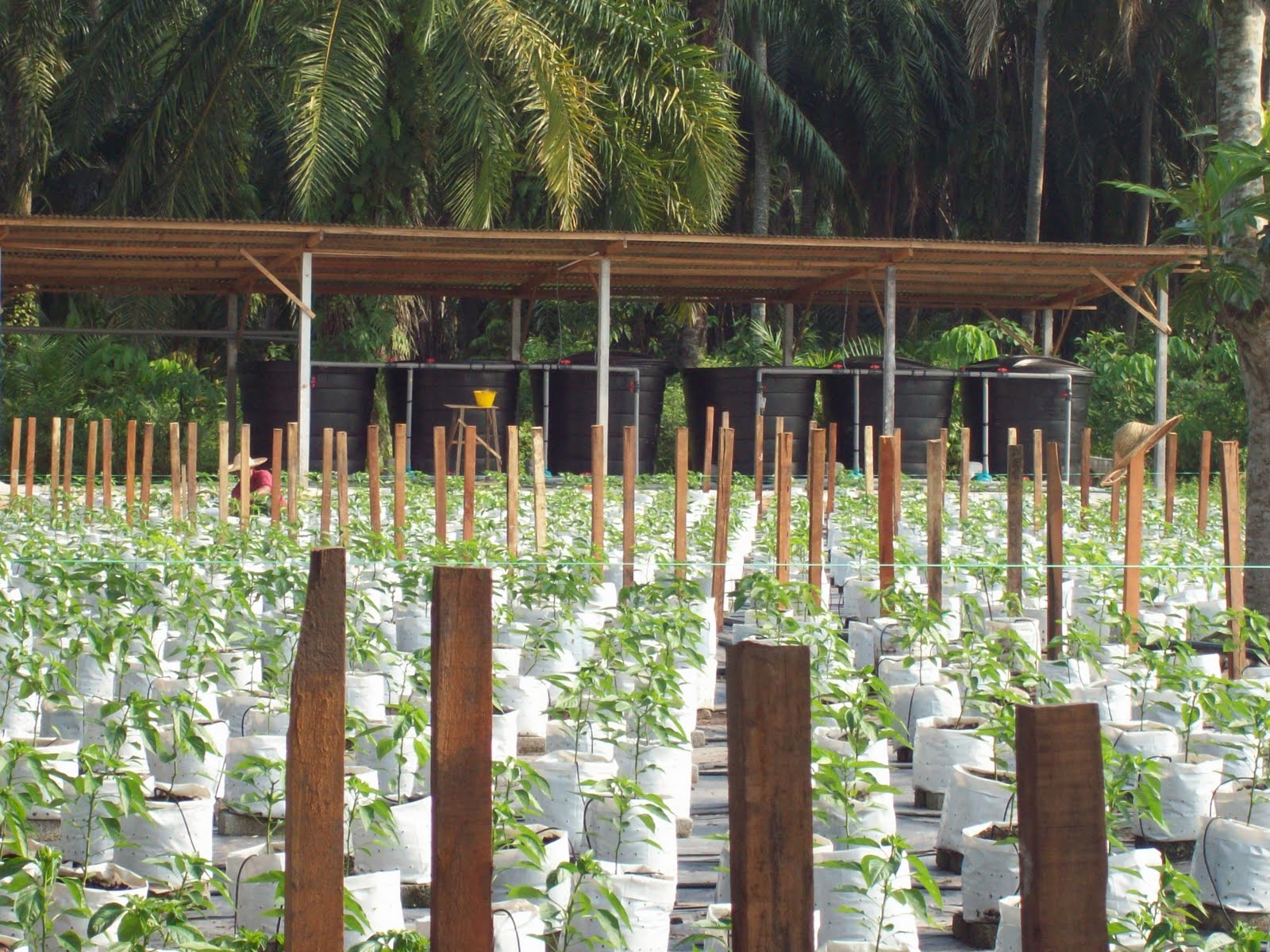 GREEN AGRO WORLD: Sejenak Meninjau Ladang Usahasama Tanaman Cili Secara ...