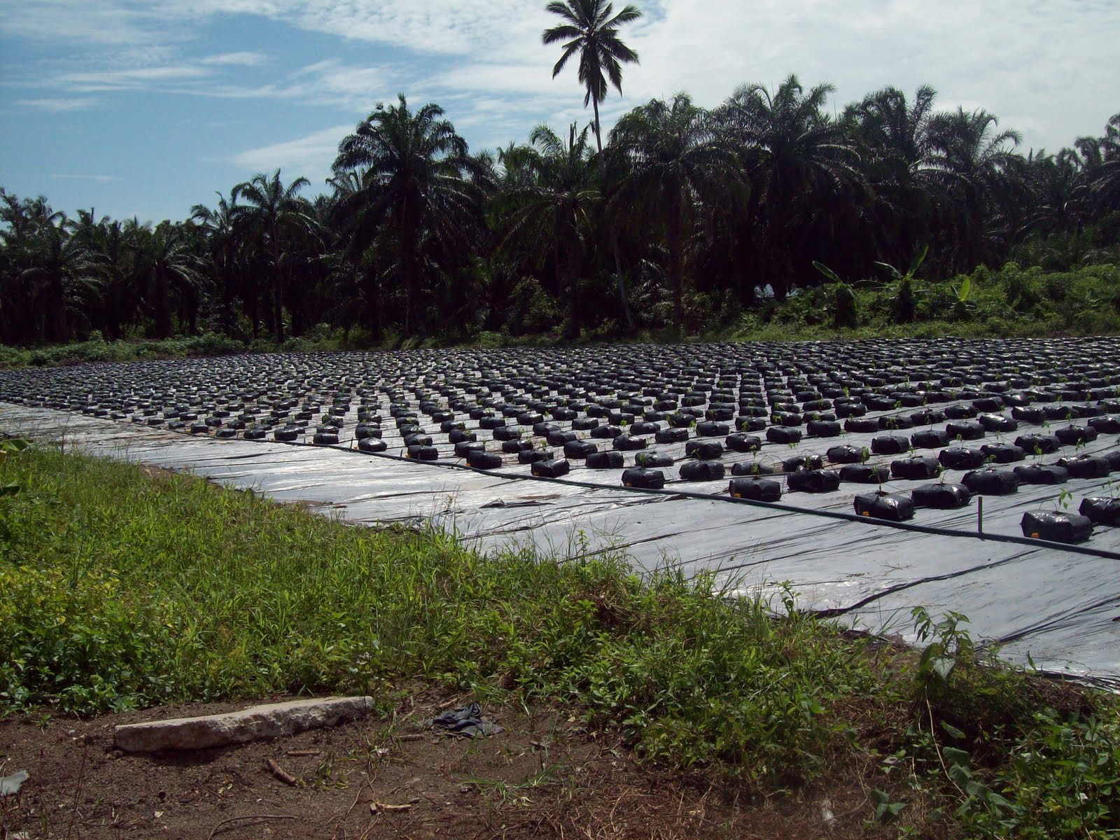 GREEN AGRO WORLD: Sejenak Meninjau Ladang Usahasama Tanaman Cili Secara ...