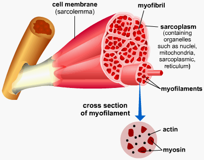 Food/Science: Cooking Meat: Thermodynamics and Biochemistry