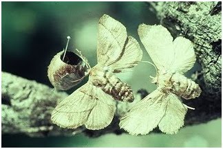 KOMCINTA ( Komunitas Cinta Tanaman ): ULAT API, CANTIK TAPI PERUSAK SAWIT