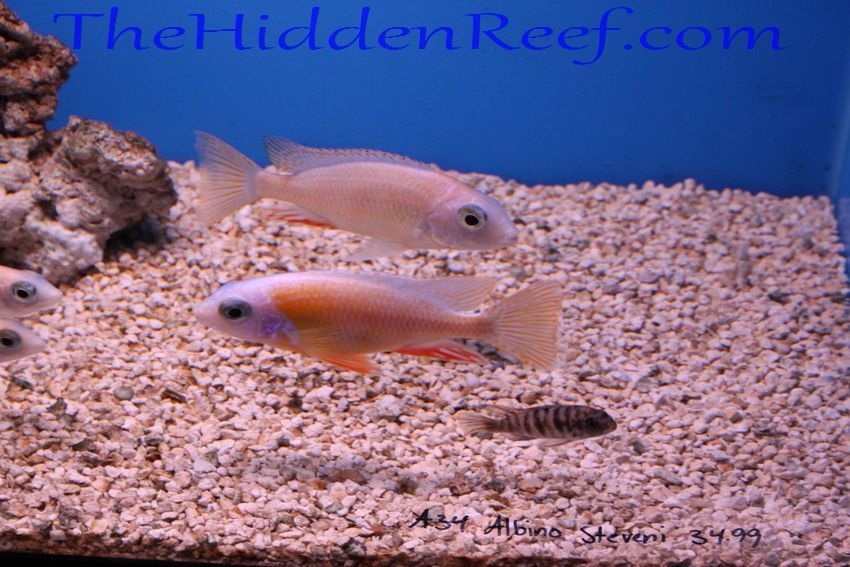 The Hidden Reef: Unique Freshwater Fish