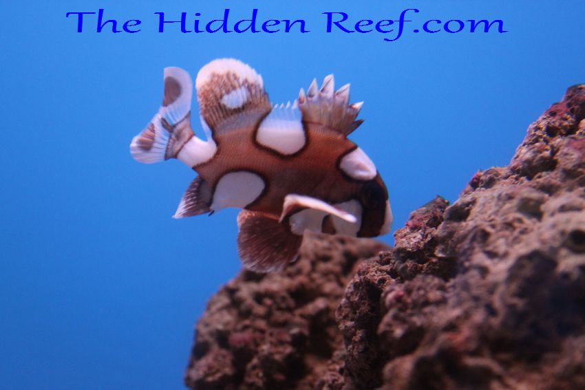 The Hidden Reef
