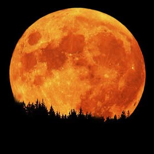 Plant Preview: New Plant Introductions and the First Day of Autumn