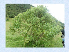 Parque ecologico distrital de montaña entre nubes: Parque entre nubes: