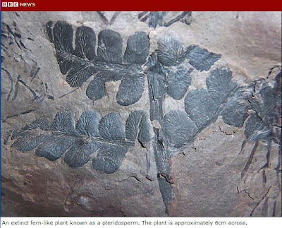 ...Or Something: Fossil forest