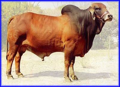 raza gyr