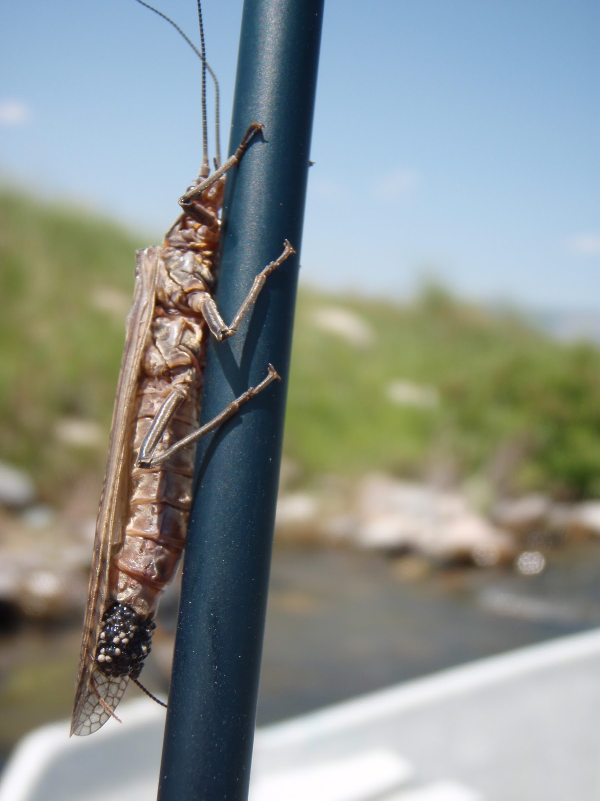 The Jersey Angler: Big Bugs