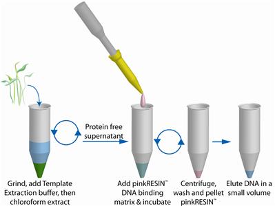 Analysis of DNA or RNA: Extraction of DNA from Fresh Bone