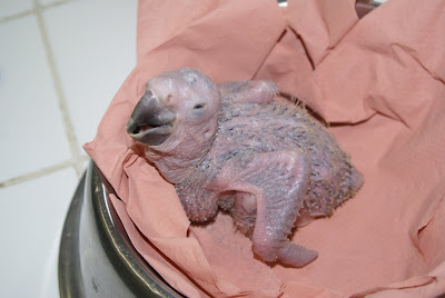 L'ACTUALITE DU ZOO DE JURQUES ( en Normandie ): L'évolution d'un bébé ...