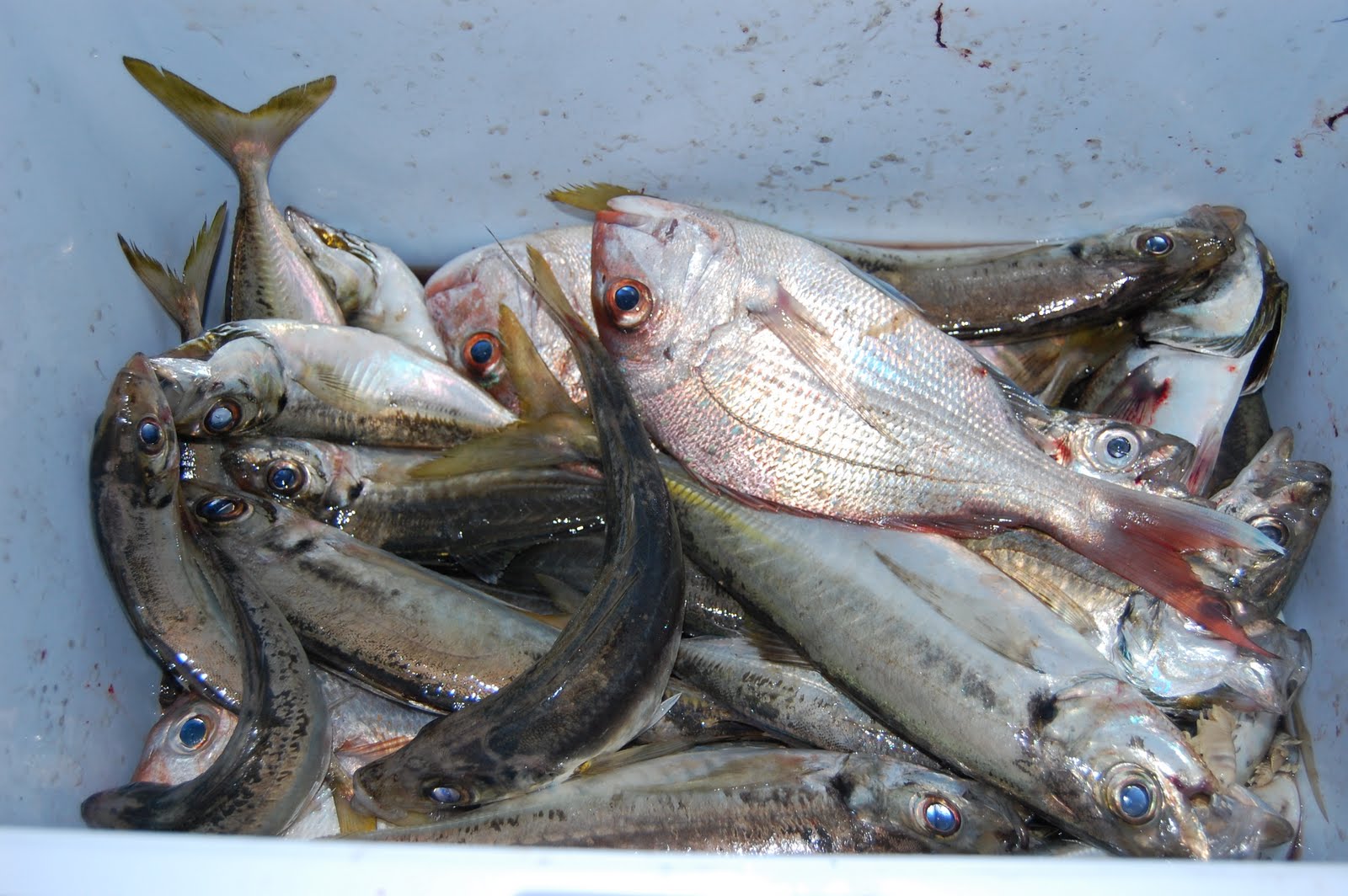 Honey and Spice, Everything's Nice....: Gone Fishing