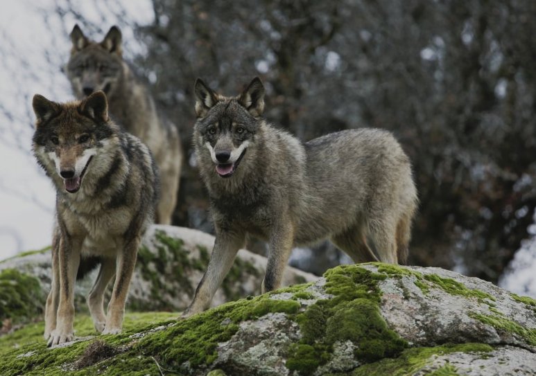 Park Douro Selvagem (PDS)