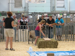 How did I get HERE? : Goat Obstacle Course....