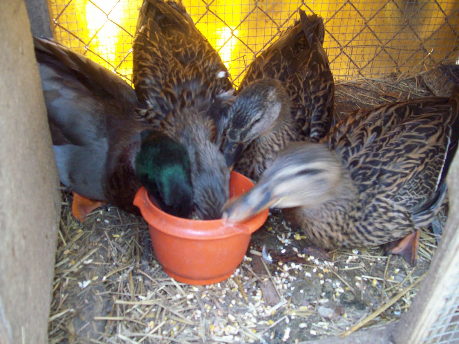 A Primitive Homestead: Cackling Ducks