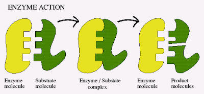 BIOLOGY ORDINARY LEVEL NOTES: THE IMPORTANCE OF ACTIVE SITES OF ENZYMES