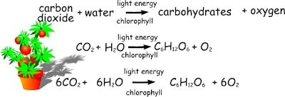 BIOLOGY ORDINARY LEVEL NOTES: PLANT NUTRITION PART 8: IS OXYGEN ...