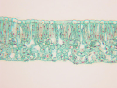 BIOLOGY ORDINARY LEVEL NOTES: XEROPHYTE, MESOPHYTE AND HYDROPHYTE