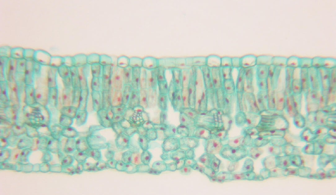 Mesophyte Cross Section