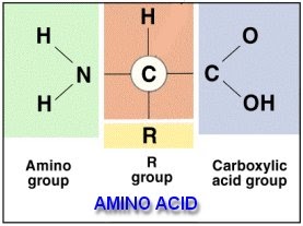 BIOLOGY ORDINARY LEVEL NOTES: DEAMINATION