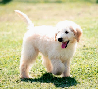Gone 2 the dog: What is a first generation Goldendoodle?