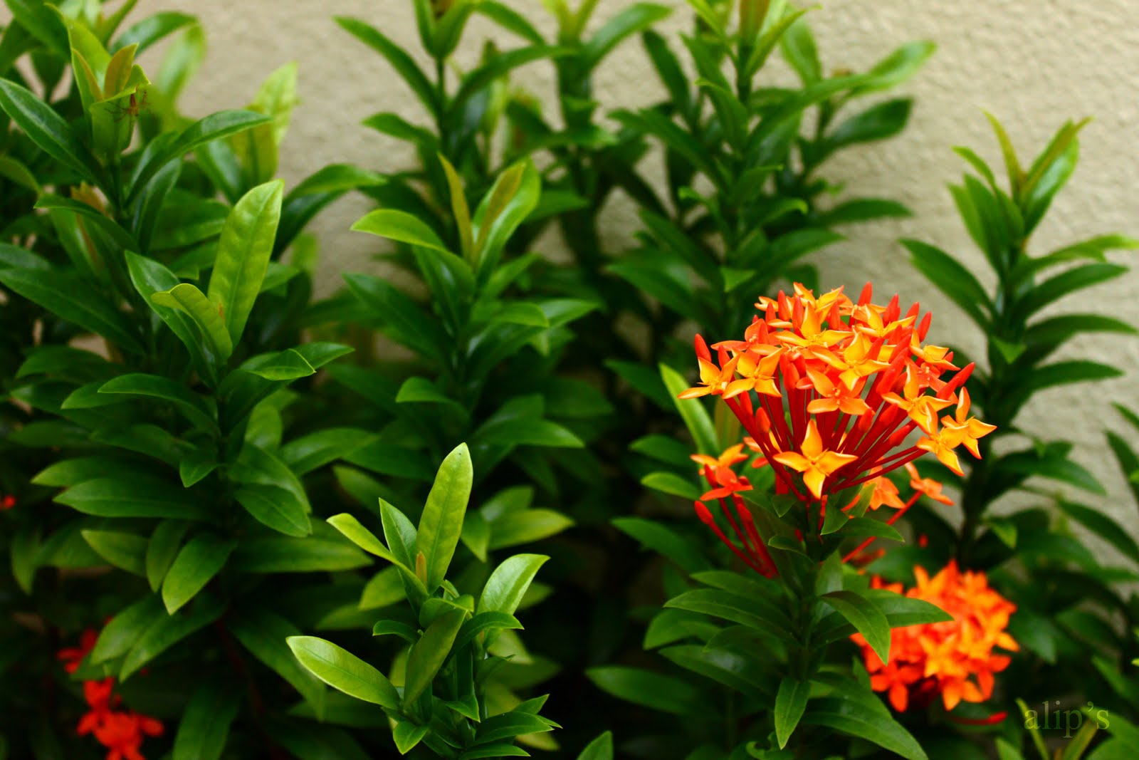 =x: flowers in high contrast effect