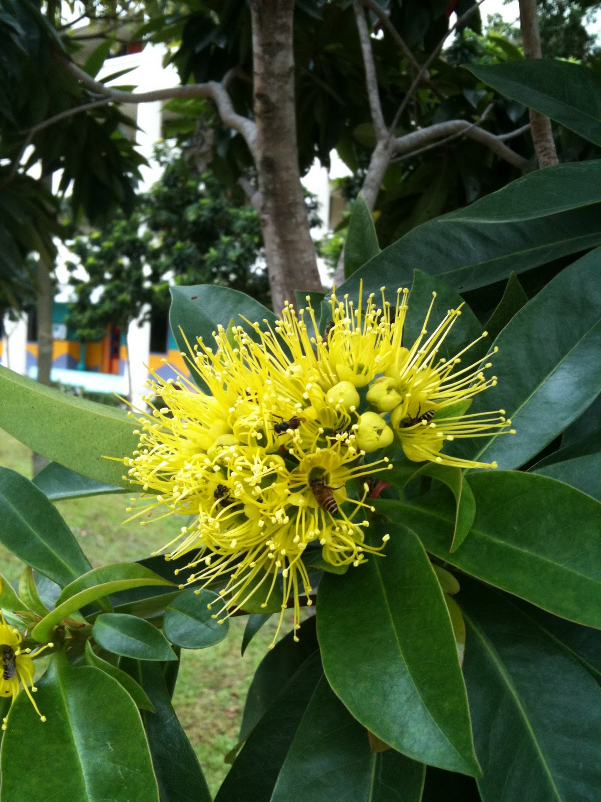 T019 金蒲桃 Golden Penda Tree: 照片 Photos