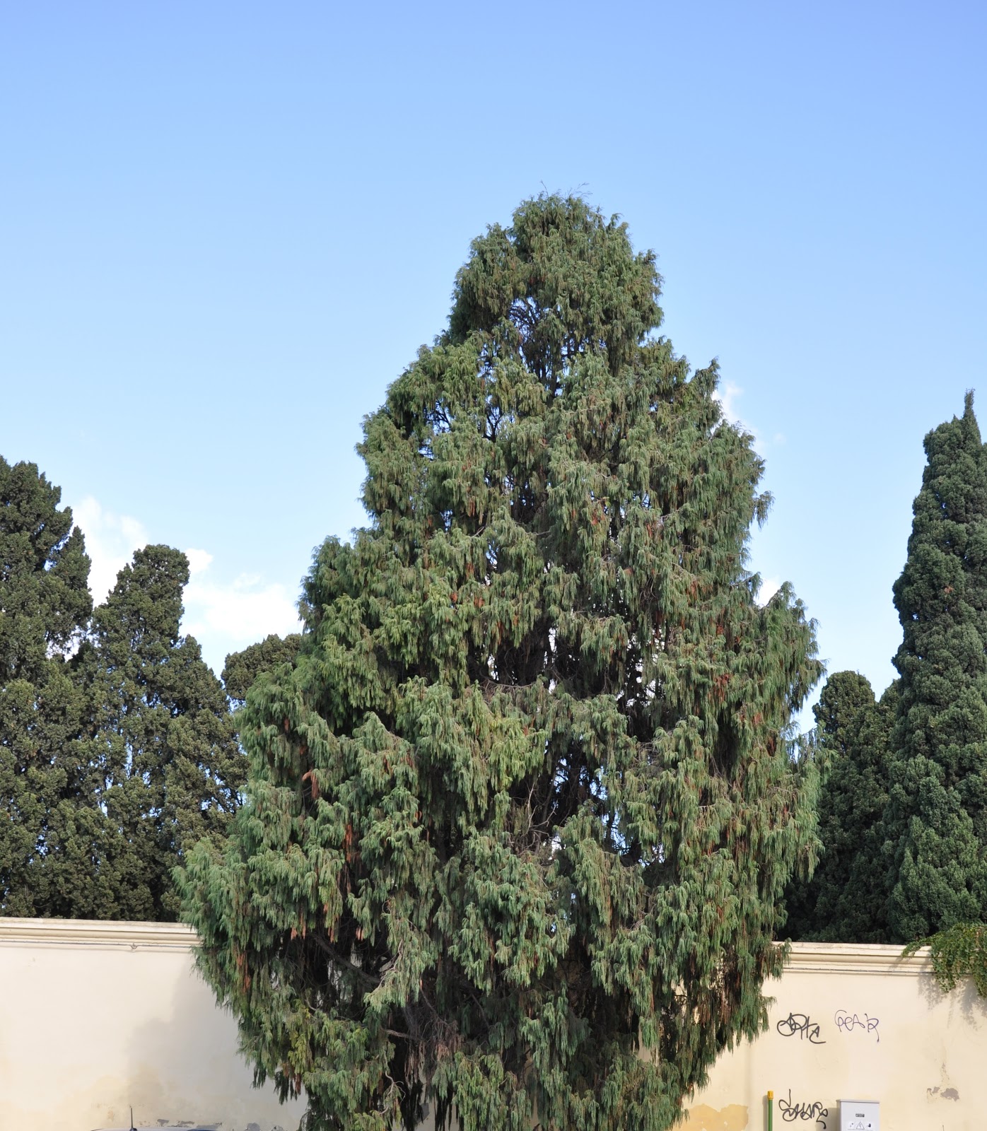 Cagliari in Verde: I Cipressi