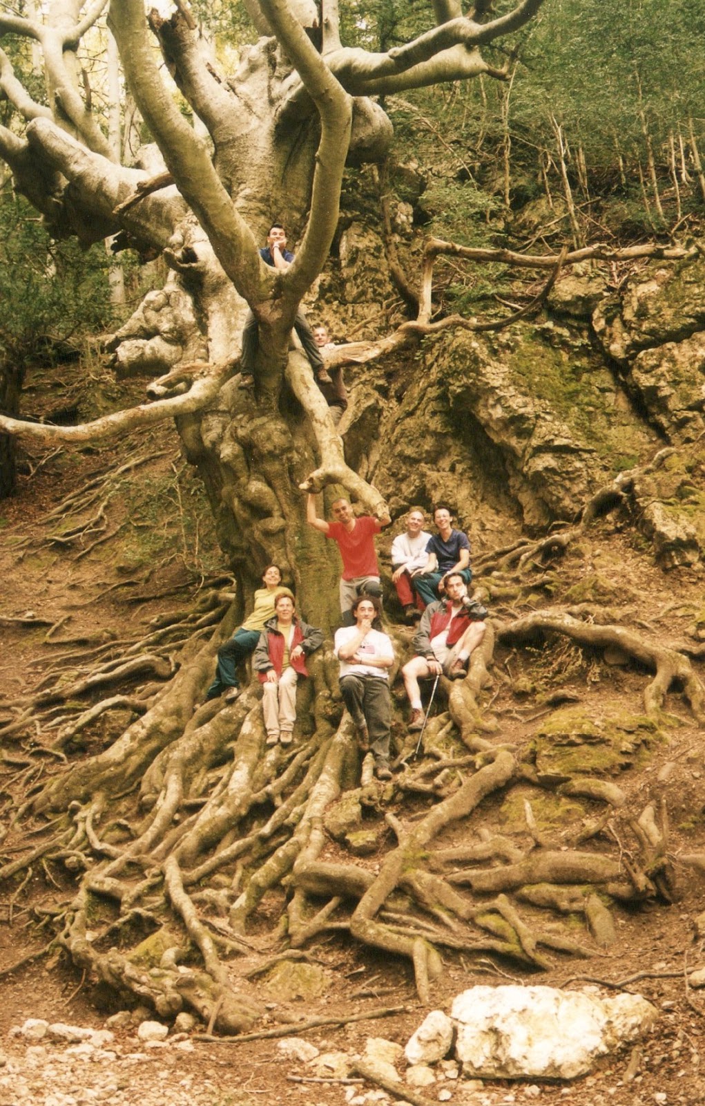 El Faig Pare i la fageda del Retaule