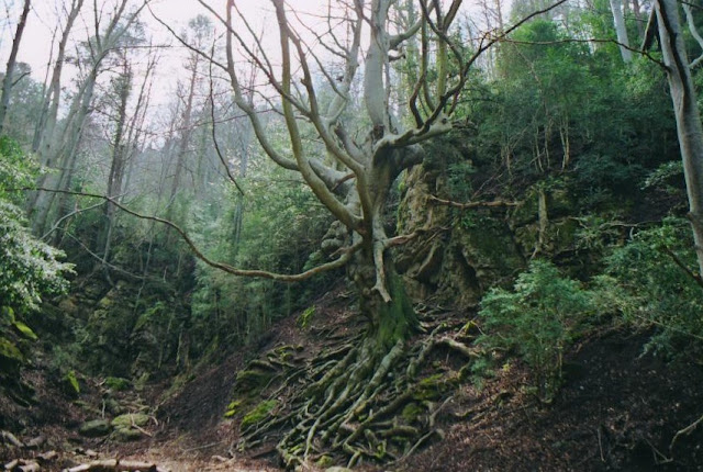 El Faig Pare i la fageda del Retaule