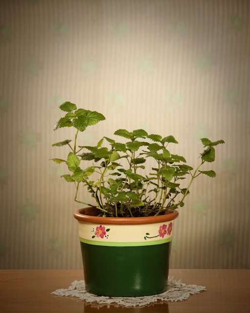 MACETAS PINTADAS Al son del sol *: MODELO GUARDA CON FLORES