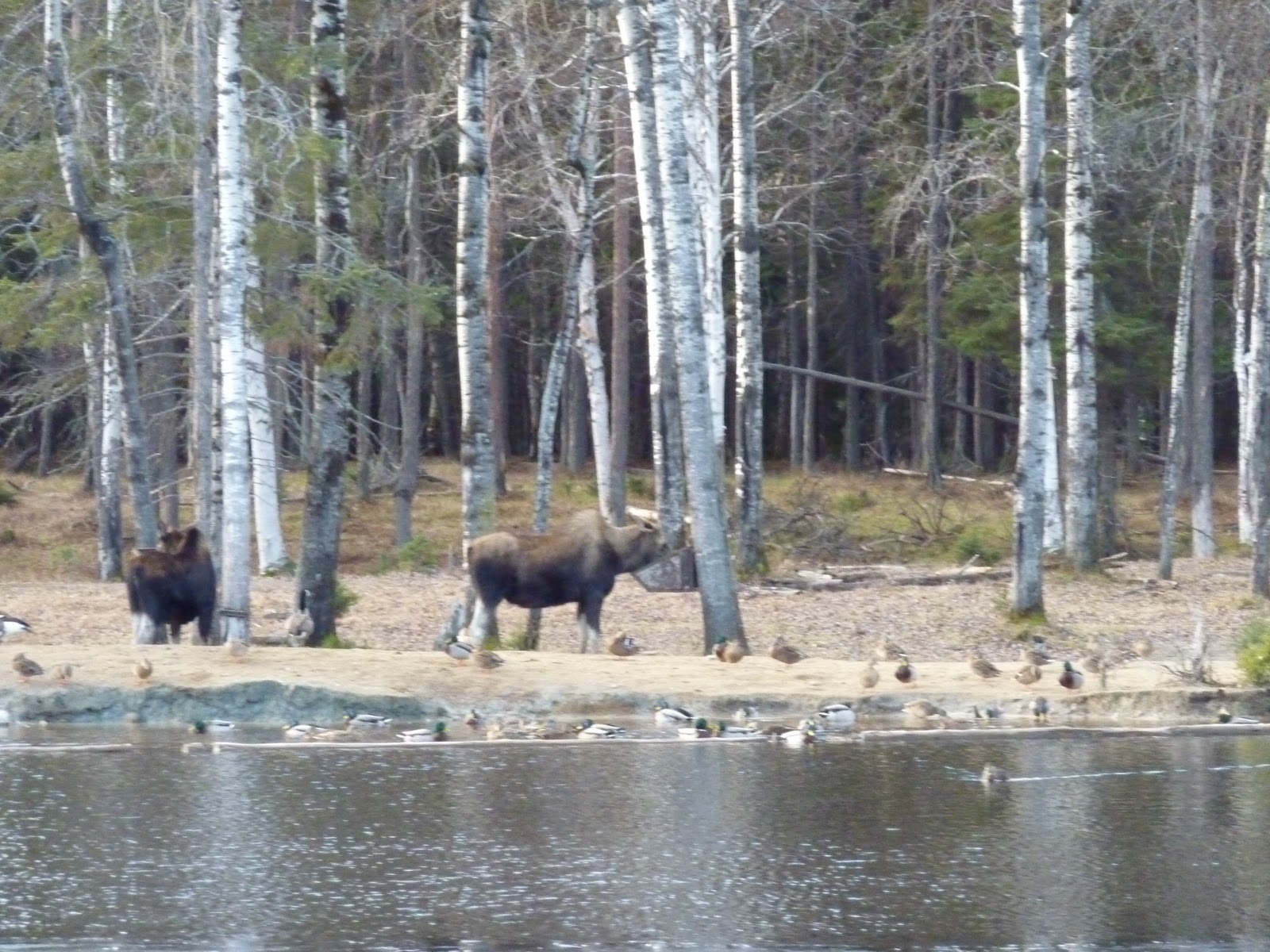 Léo et Guillaume au pays des cariboux 2: Zoo St-Félicien : Parc des ...