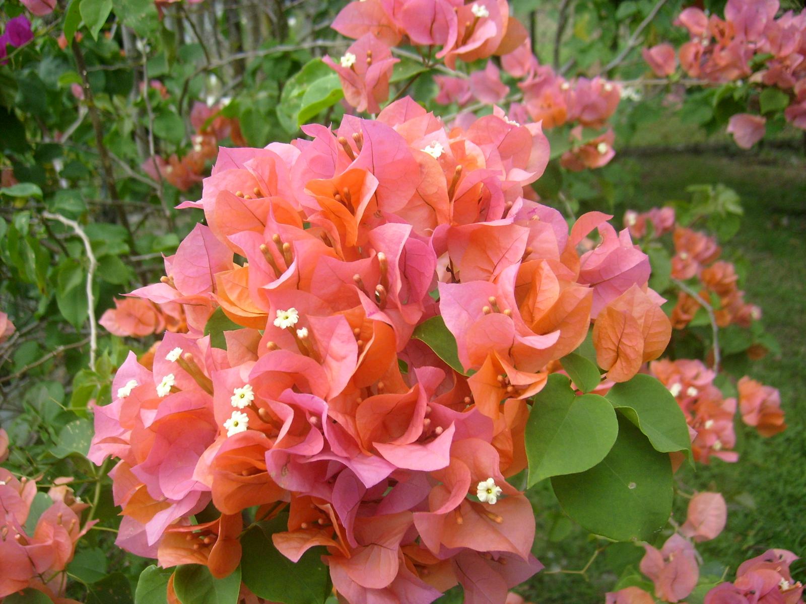 CONOCE, APRENDE Y DISFRUTA: BELLAS FLORES DE MI PAÍS - PANAMÁ