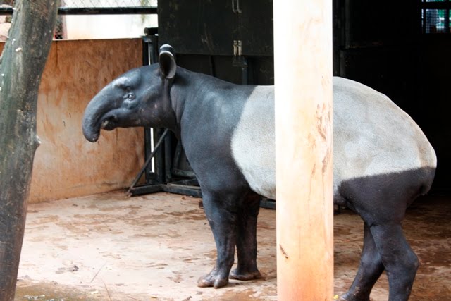 chavalvut's letters: Korat Zoo, to be in nature with some animals
