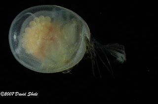 The Green Apple: Deep Sea Creatures