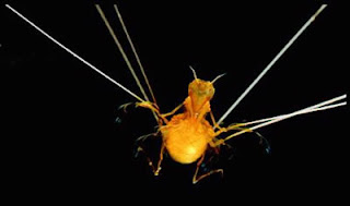 The Green Apple: Deep Sea Creatures