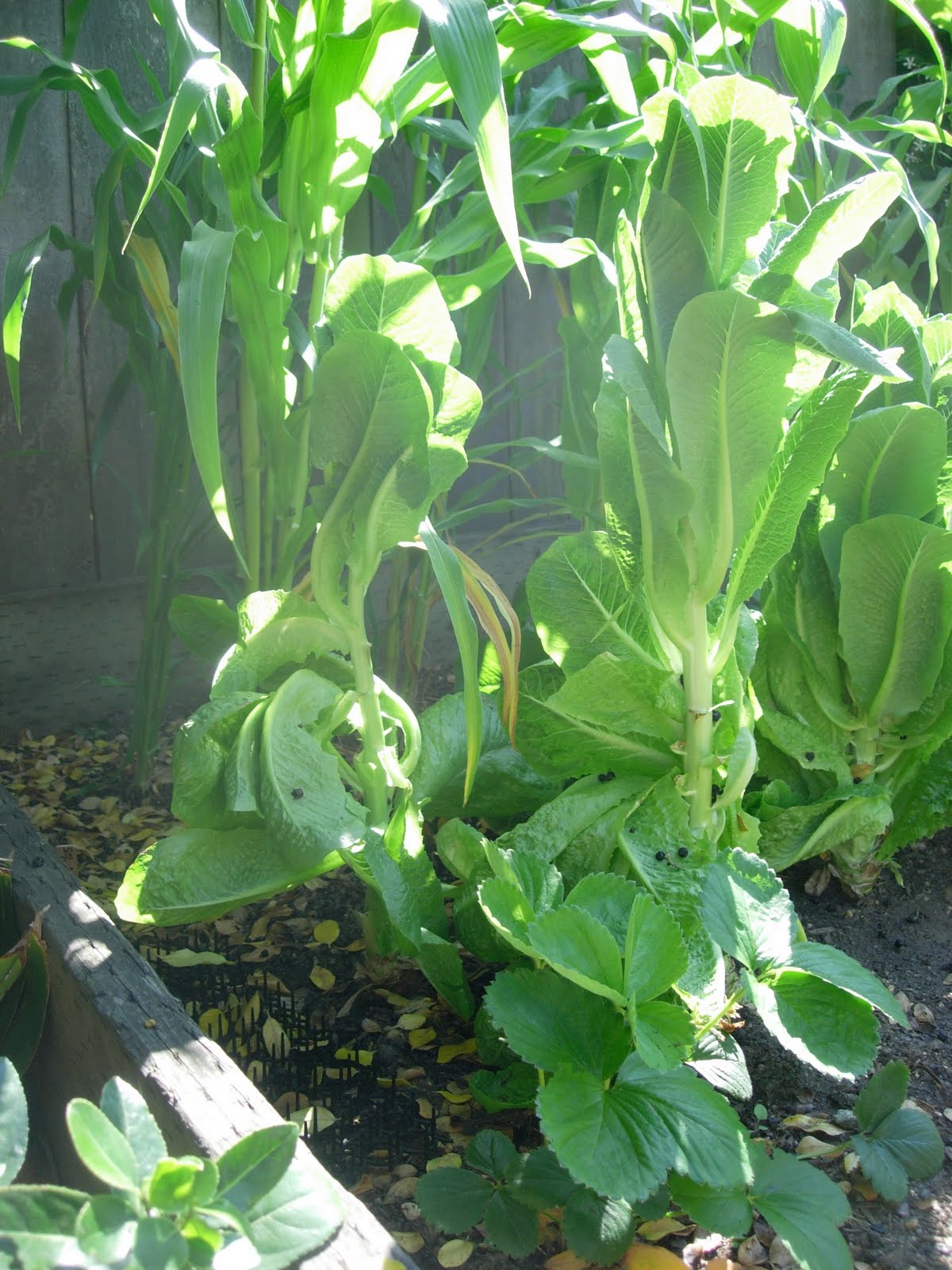 Tall Lettuce Plant