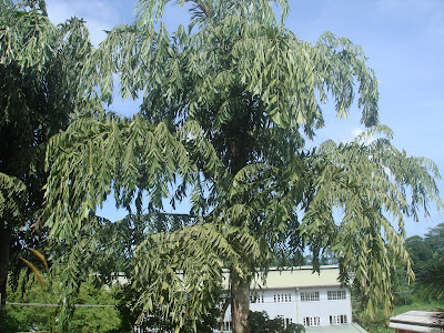 Reel and Grill: Kithul Treacle and Jaggery, Sweet & Healthy