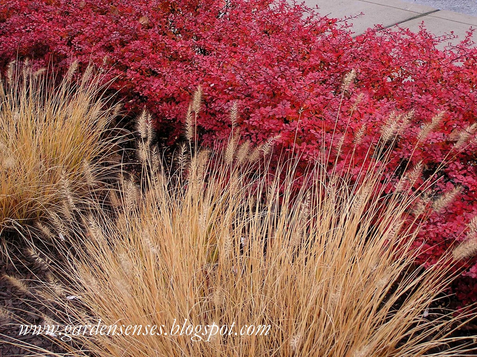 Garden Sense: Fall Color - Shrubs