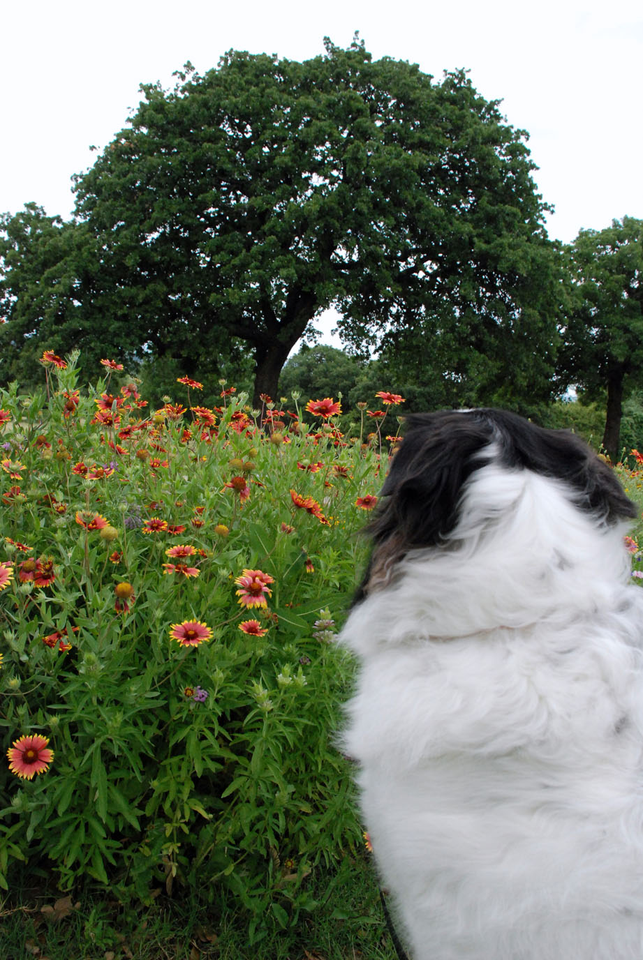 Raising Addie: Flowers for Mona