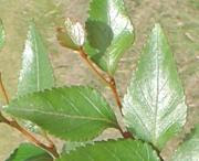 Especies Chilenas ******* bonsai nativo: Coihüe / Nothofagus Dombeyi y ...