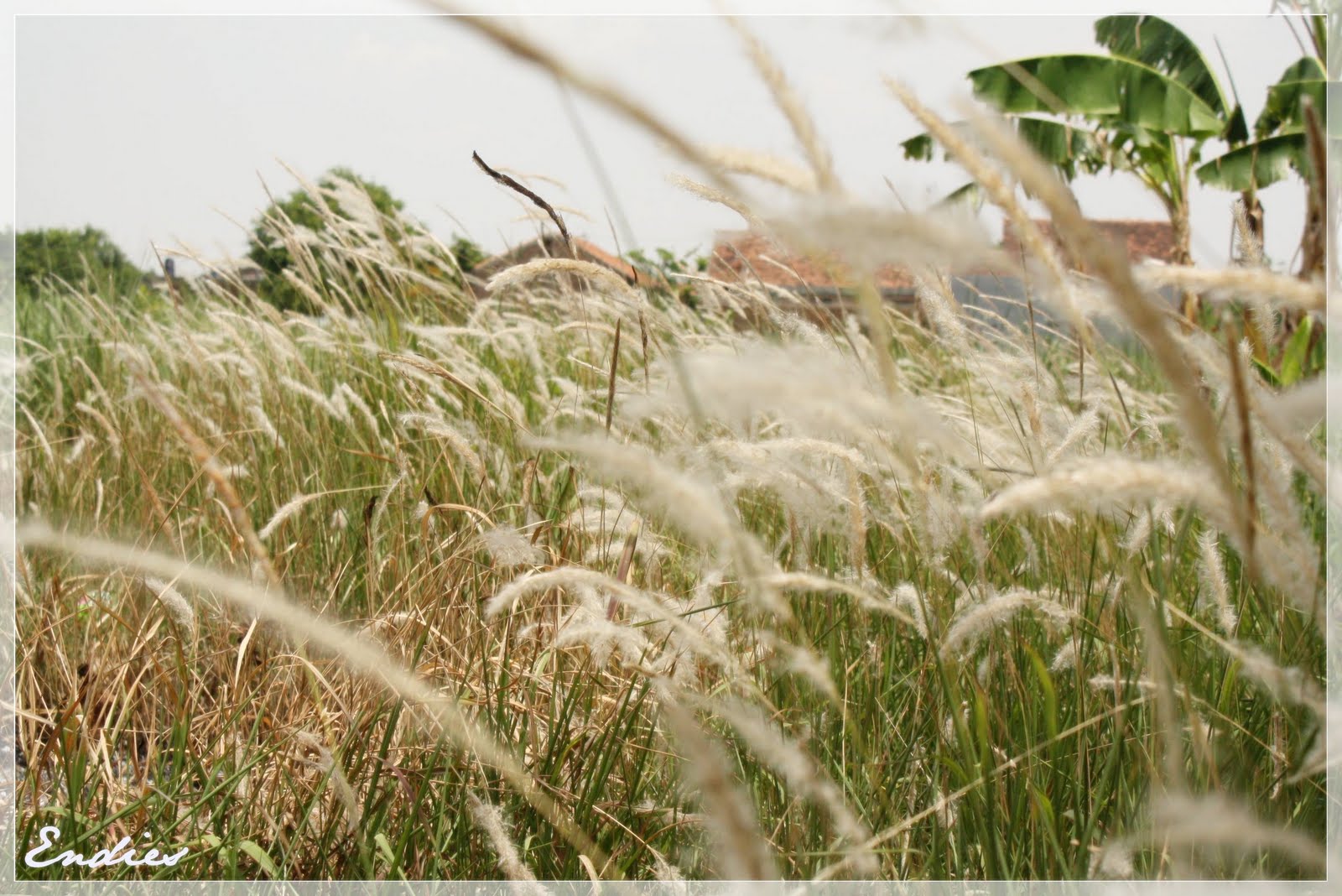 my naturally: ilalang (rumput liar nan indah)