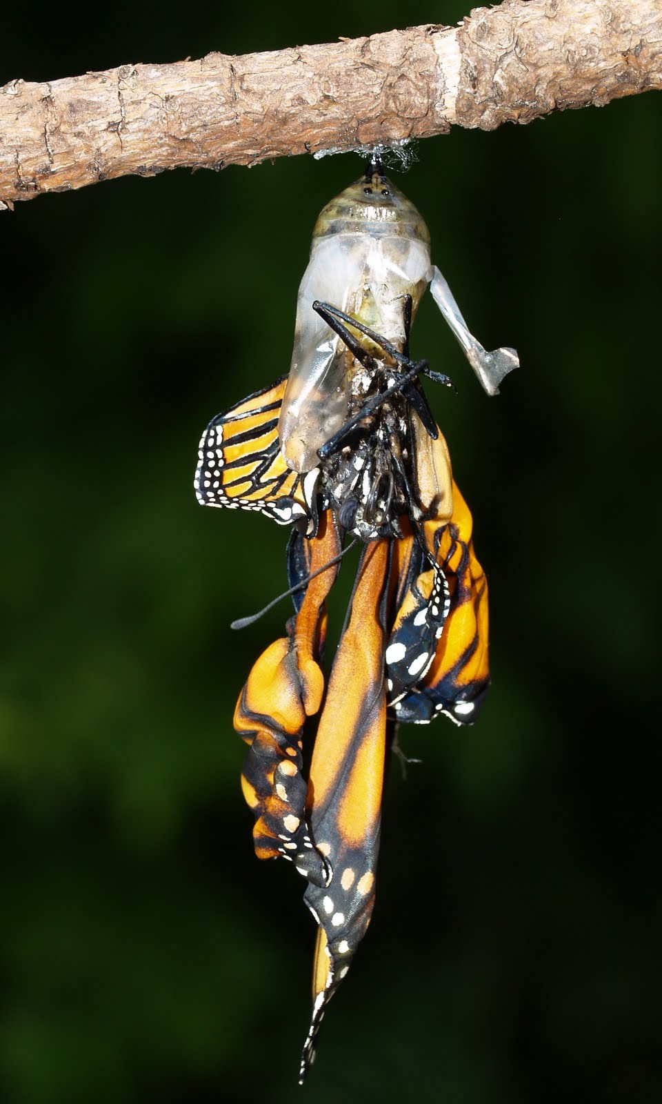 eScienceCommons: Do monarch butterflies use drugs?