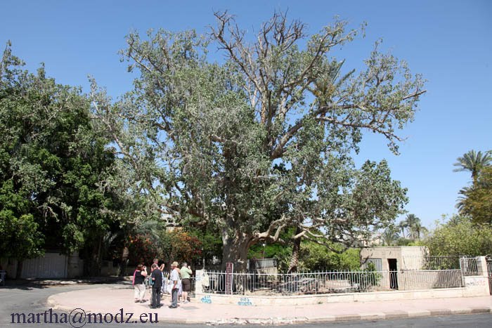 Israel in photos: Jericho