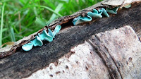 Roman Life: Blue Fungus