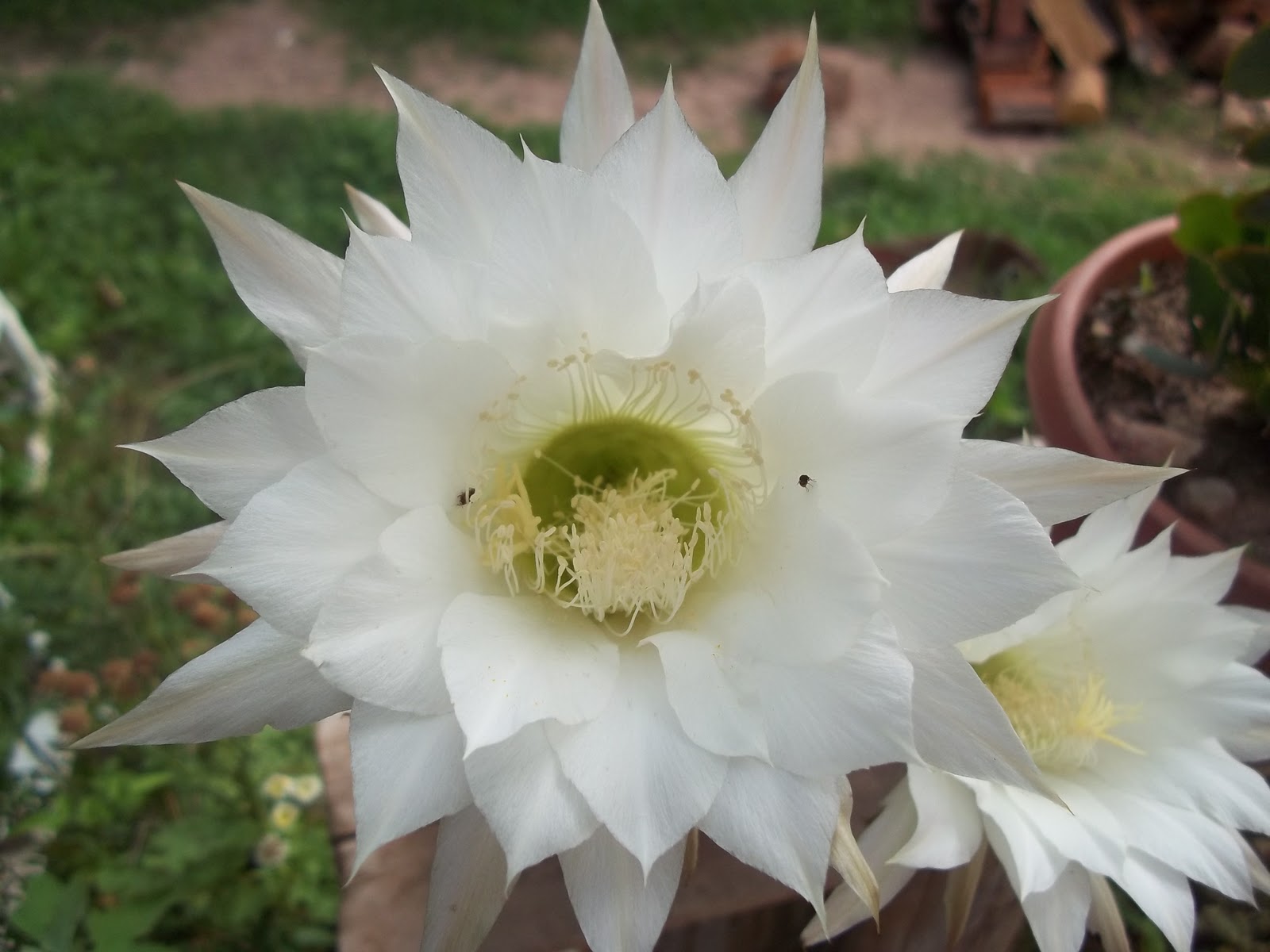 SOL Y LUNA HUERTA ORGANICA: CACTUS FLORECIDOS