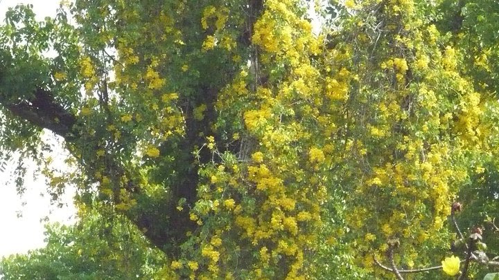 beautiful trees of srilanka