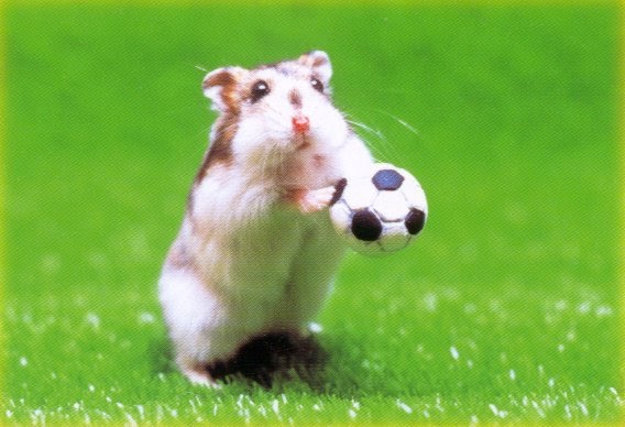 President: Hamster playing Football